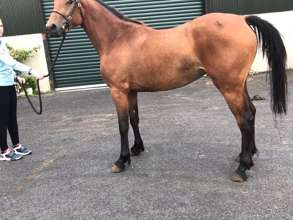 Horses Ads For Sale in Ulster | DoneDeal