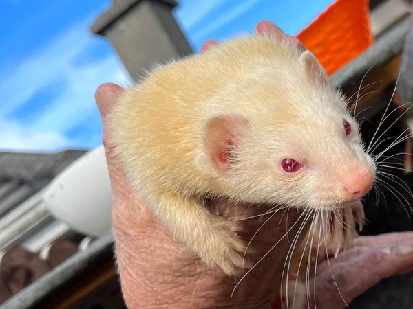 ferret | 36 All Sections Ads For Sale in Ireland | DoneDeal