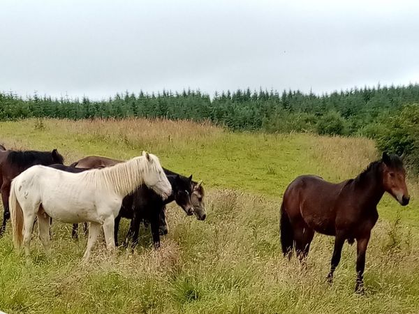 connemara | 209 Ponies Ads For Sale in Ireland | DoneDeal