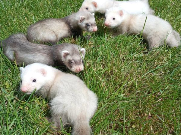 ferret | 36 All Sections Ads For Sale in Ireland | DoneDeal