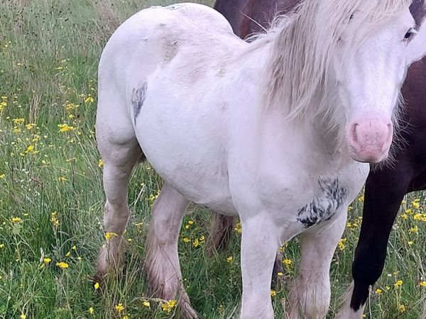 Cobs Ads For Sale in Ireland | DoneDeal