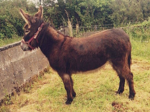 Donkeys Ads For Sale in Ireland | DoneDeal