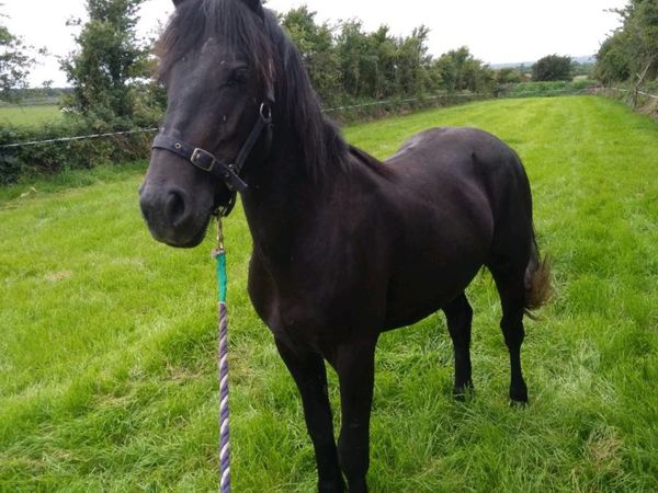 Ponies Ads For Sale in Ireland | DoneDeal