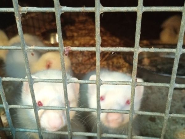 ferret | 36 All Sections Ads For Sale in Ireland | DoneDeal