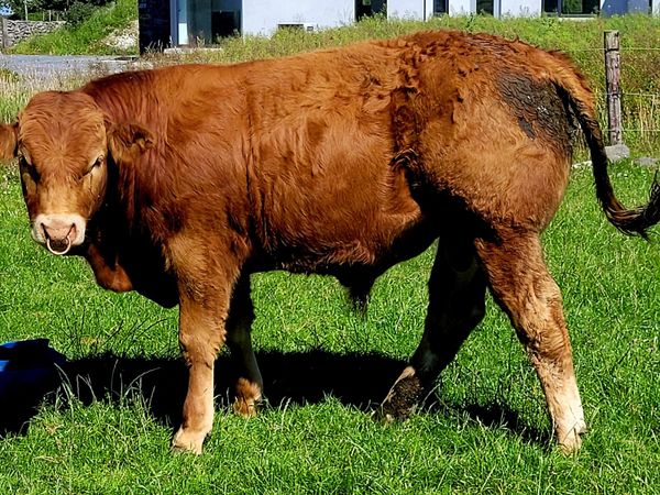 limousin. bulls | 442 All Sections Ads For Sale in Ireland | DoneDeal