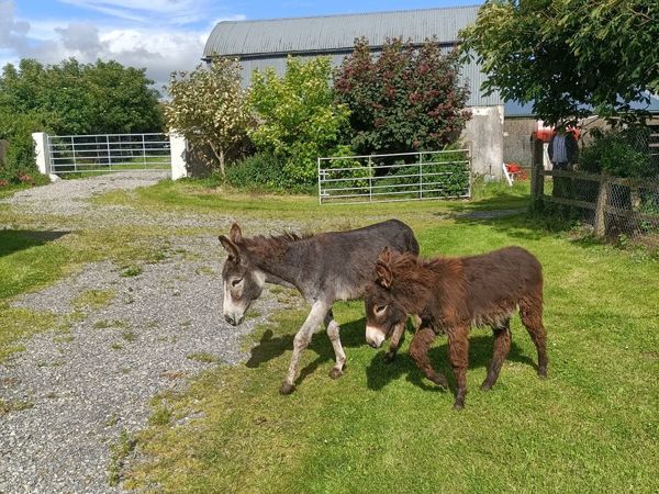 Donkeys Ads For Sale in Ireland | DoneDeal