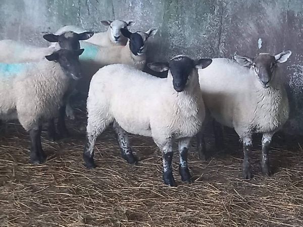 Sheep Ads For Sale in Donegal | DoneDeal