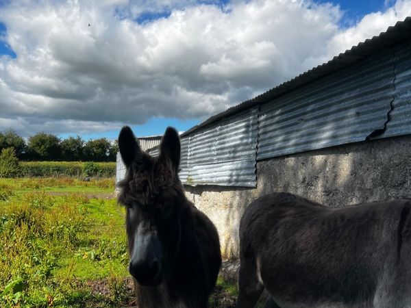 Donkeys Ads For Sale in Ireland | DoneDeal