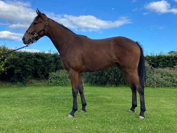 thoroughbred | 70 Horses Ads For Sale in Ireland | DoneDeal