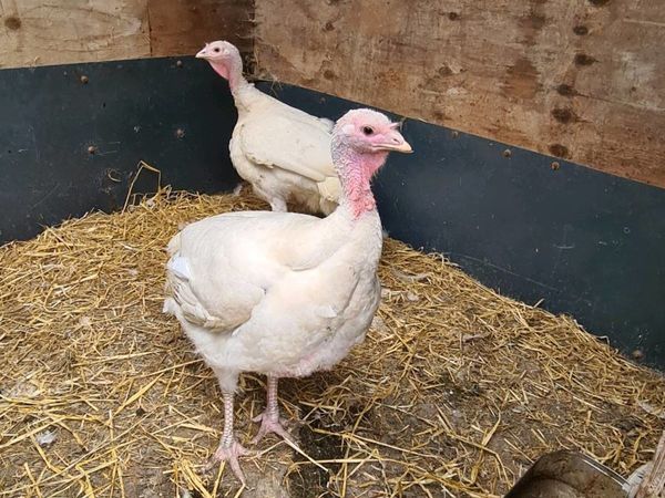 turkeys | 115 All Sections Ads For Sale in Ireland | DoneDeal