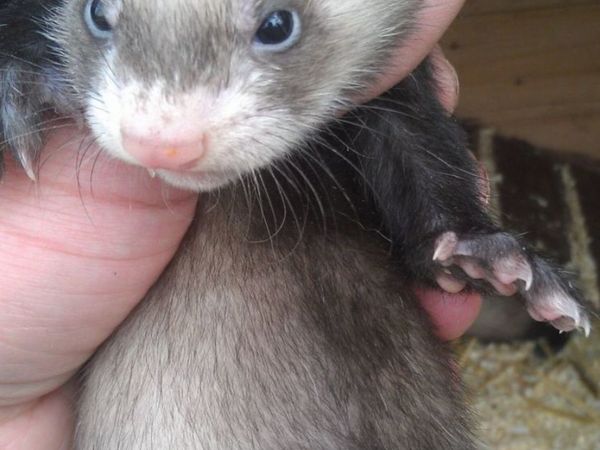 ferrets | 42 All Sections Ads For Sale in Ireland | DoneDeal