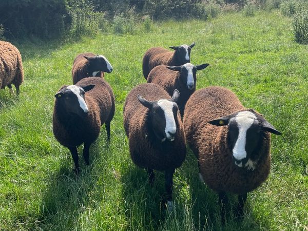 sheep dogs for sale | 738 All Sections Ads For Sale in Ireland | DoneDeal