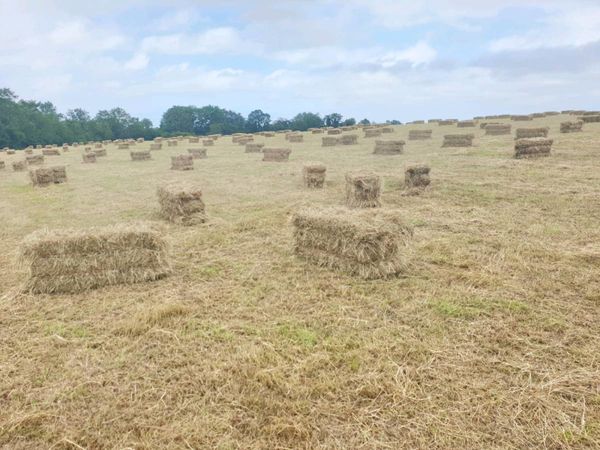 hay | 3,060 All Sections Ads For Sale in Ireland | DoneDeal