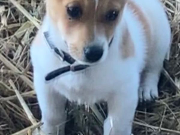 puppies | 148 All Sections Ads For Sale in Ireland | DoneDeal