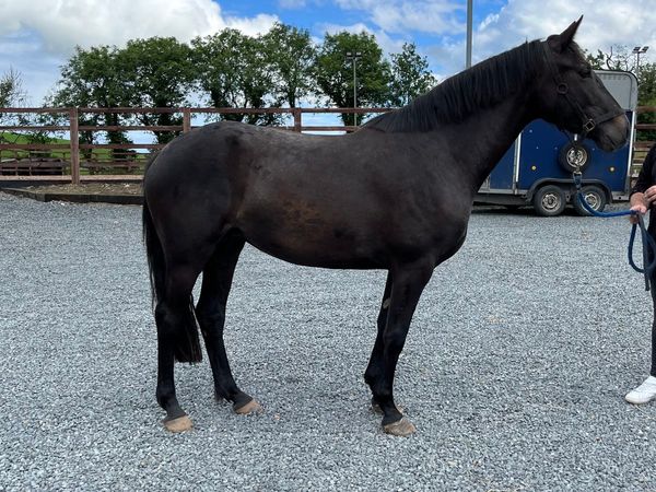 Horses Ads For Sale in Ulster | DoneDeal