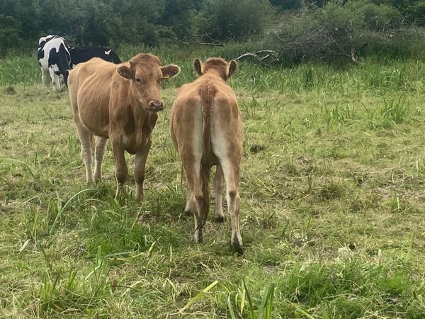 Beef Cattle Ads For Sale in Ireland | DoneDeal