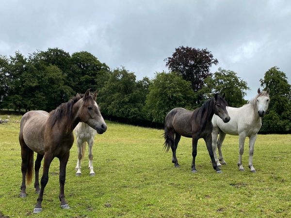 connemara | 205 Ponies Ads For Sale in Ireland | DoneDeal