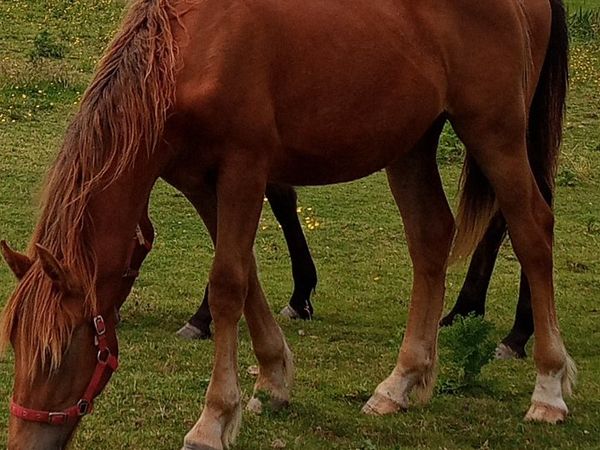 Horses Ads For Sale in Ulster | DoneDeal