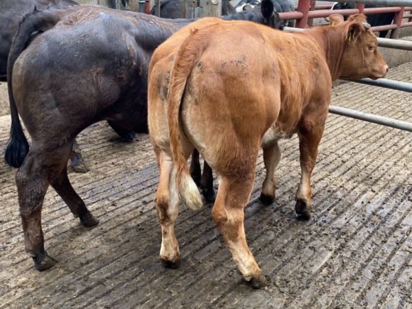 limousine heifers | 409 All Sections Ads For Sale in Ireland | DoneDeal