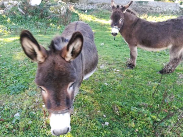 Donkeys Ads For Sale in Ireland | DoneDeal