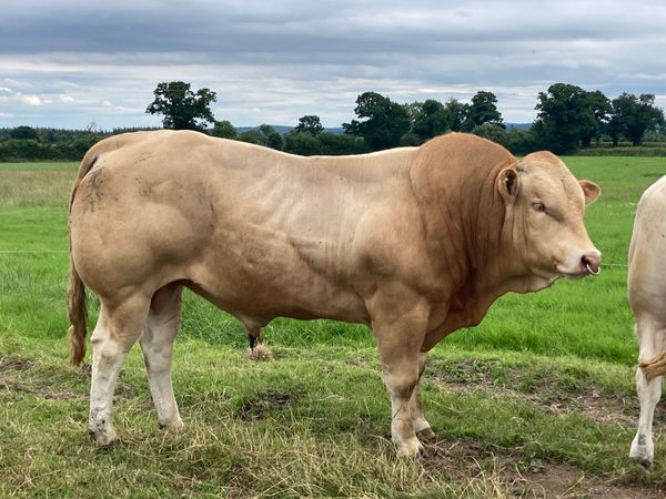 Beef Cattle Ads For Sale in Ireland | DoneDeal