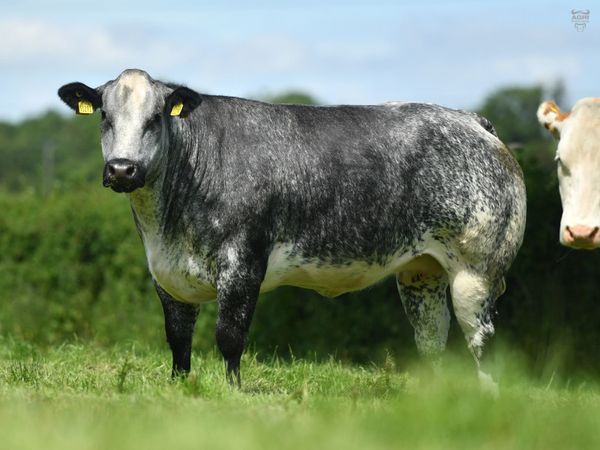 Beef Cattle Ads For Sale in Ulster | DoneDeal