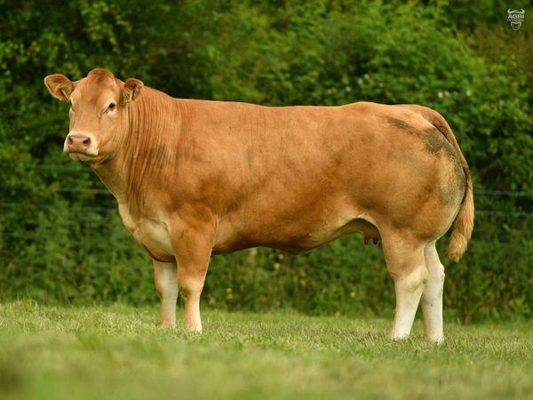 Beef Cattle Ads For Sale in Ulster | DoneDeal