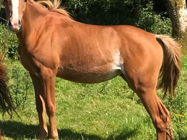 Ponies Ads For Sale in Ireland | DoneDeal