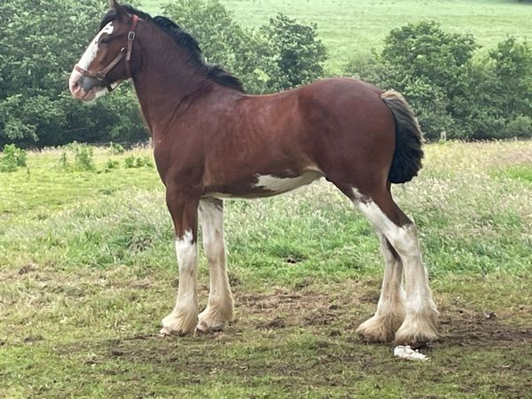 Horses Ads For Sale in Ireland | DoneDeal