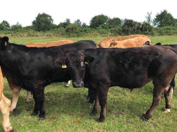 Beef Cattle Ads For Sale in Galway | DoneDeal
