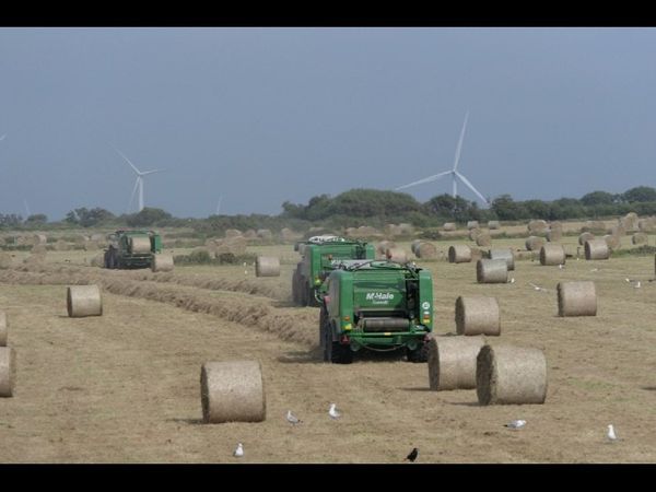 dogs for sale | 46,825 All Sections Ads For Sale in Ireland | DoneDeal