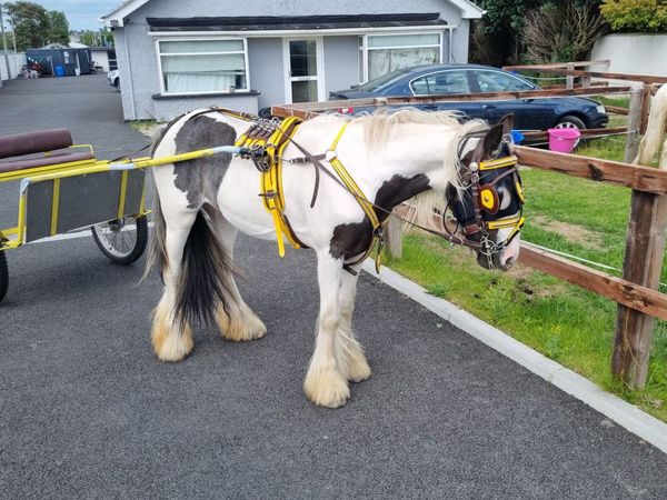 Cobs Ads For Sale in Ireland | DoneDeal