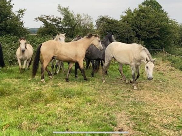 Ponies Ads For Sale in Ireland | DoneDeal