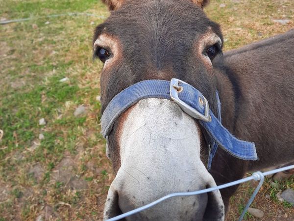 Donkeys Ads For Sale in Ireland | DoneDeal