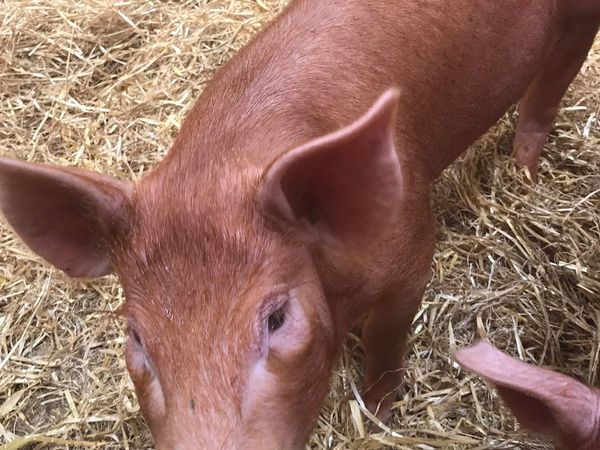 Pigs Ads For Sale in Ireland | DoneDeal