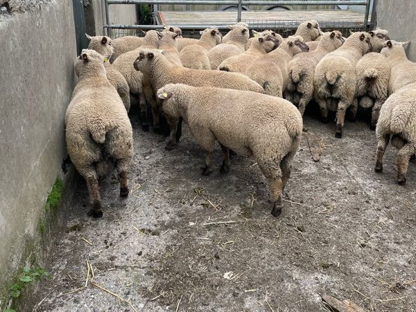 Sheep Ads For Sale in Ireland | DoneDeal
