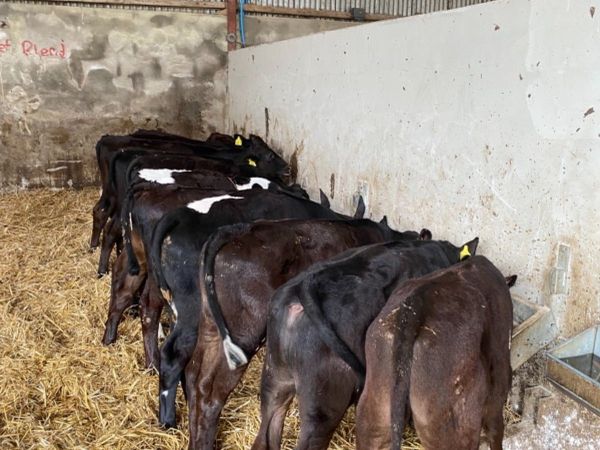 Farming Ads For Sale in ulster | DoneDeal