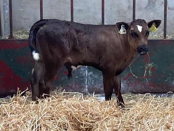 limousine calf | 298 All Sections Ads For Sale in Ireland | DoneDeal