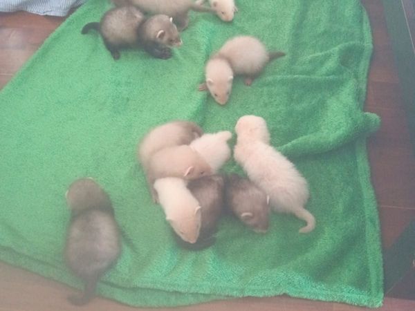 ferret | 36 All Sections Ads For Sale in Ireland | DoneDeal