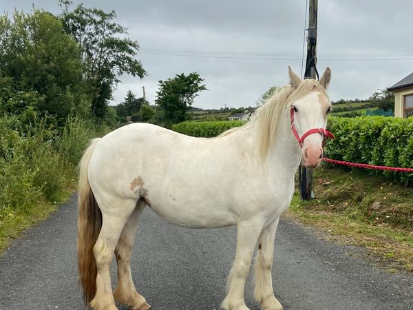 Cobs Ads For Sale in Ireland | DoneDeal