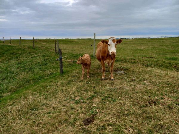 Beef Cattle Ads For Sale in Mayo | DoneDeal