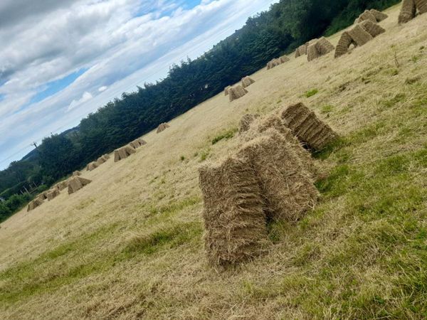 hay | 3,060 All Sections Ads For Sale in Ireland | DoneDeal