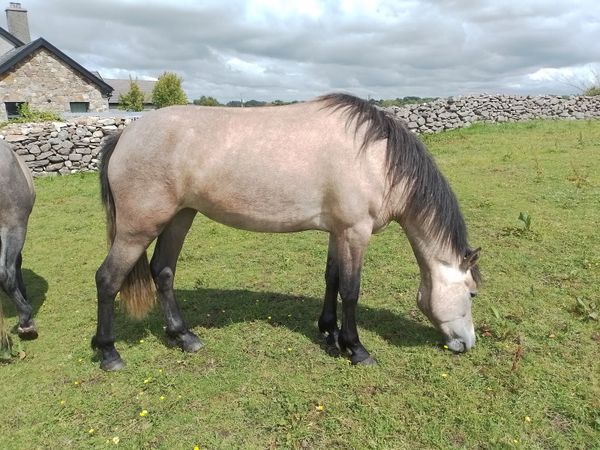 Ponies Ads For Sale in Ireland | DoneDeal