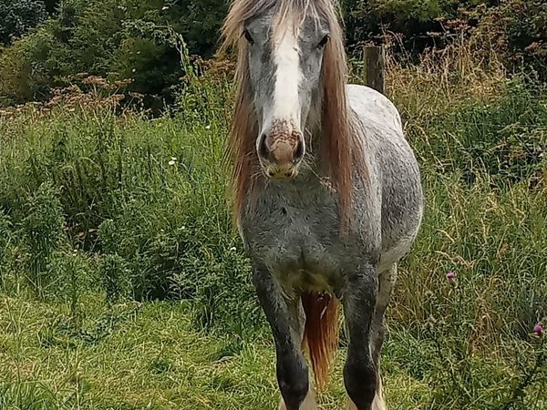 Ponies Ads For Sale in Ireland | DoneDeal