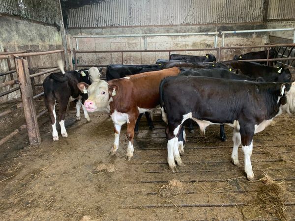 Farming Ads For Sale in Cork | DoneDeal