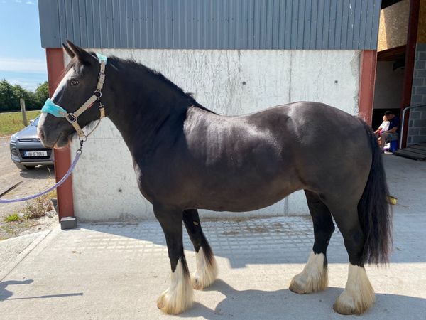 Horses Ads For Sale in Galway | DoneDeal