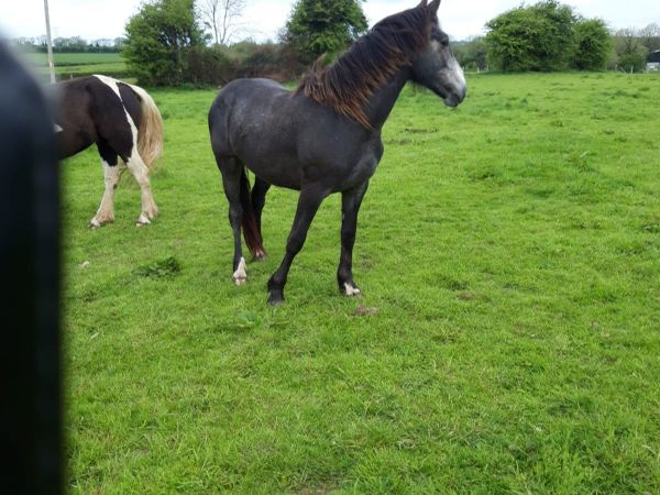 Equine Ads For Sale in Ireland | DoneDeal