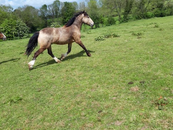 Equine Ads For Sale in Ireland | DoneDeal