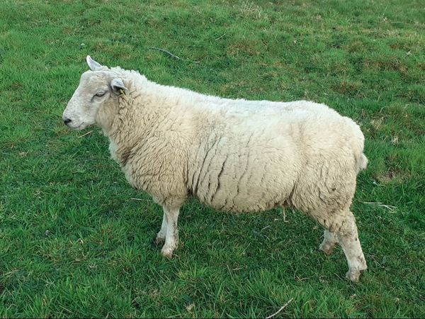 Sheep Ads For Sale in Connacht | DoneDeal