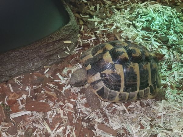 tortoise | 30 All Sections Ads For Sale in Ireland | DoneDeal